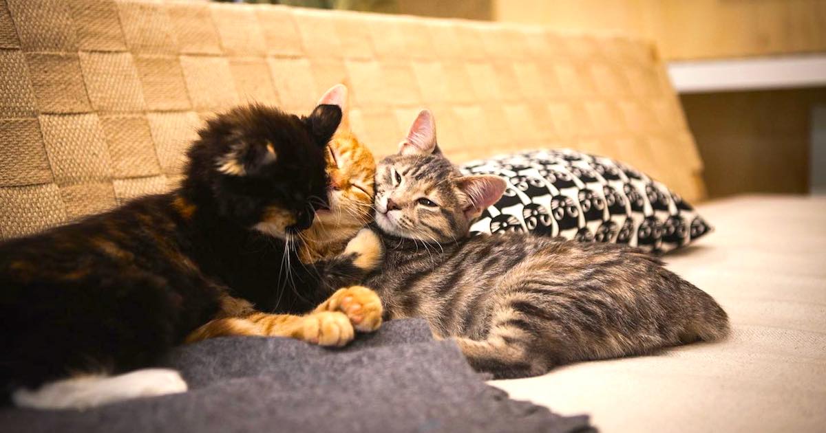 Kids and cat lovers, get your cuddle fix at Purrth's one and only Cat ...
