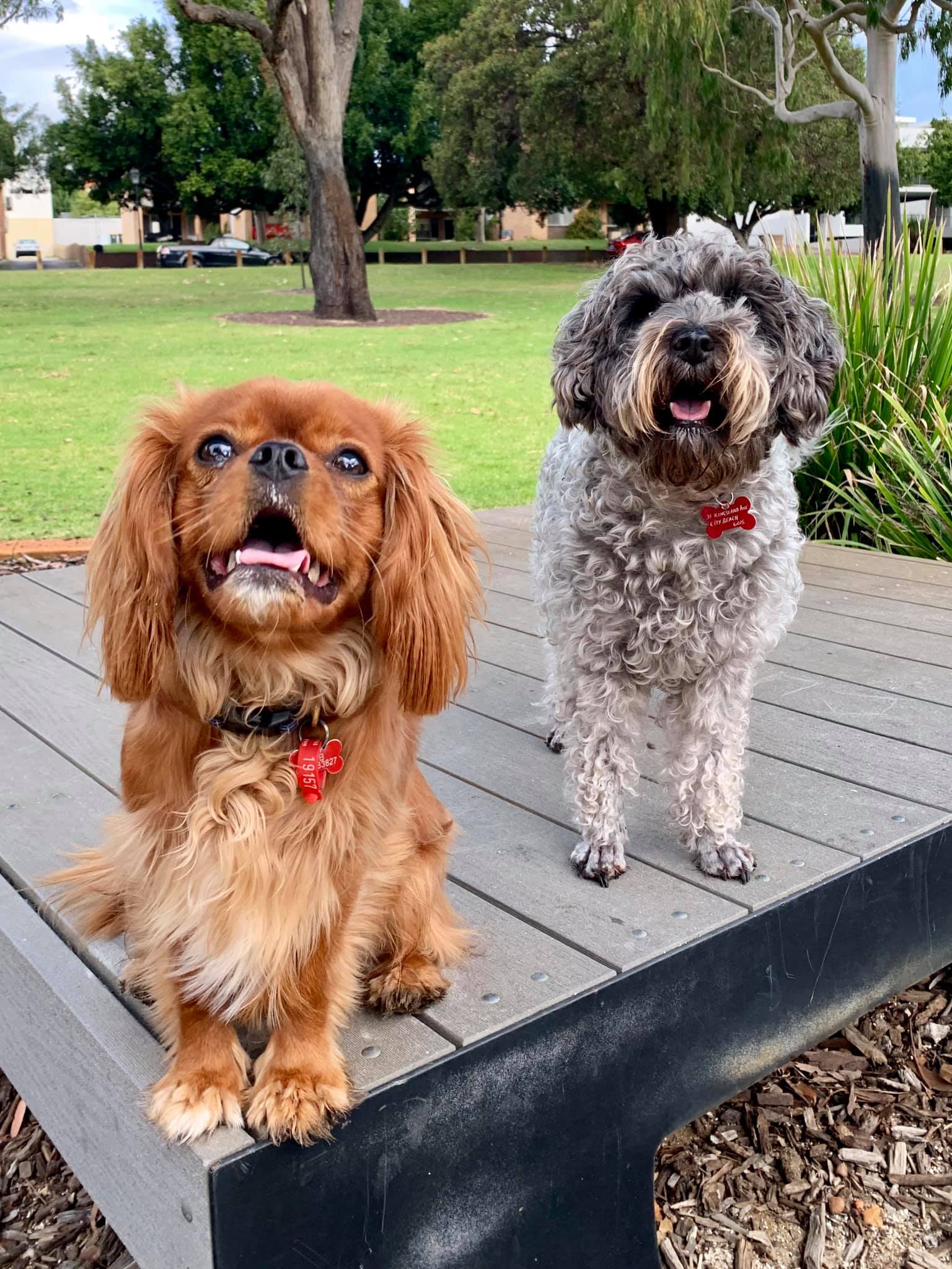 Dog Parks in Subiaco, including off-leash options - Streets of Subi